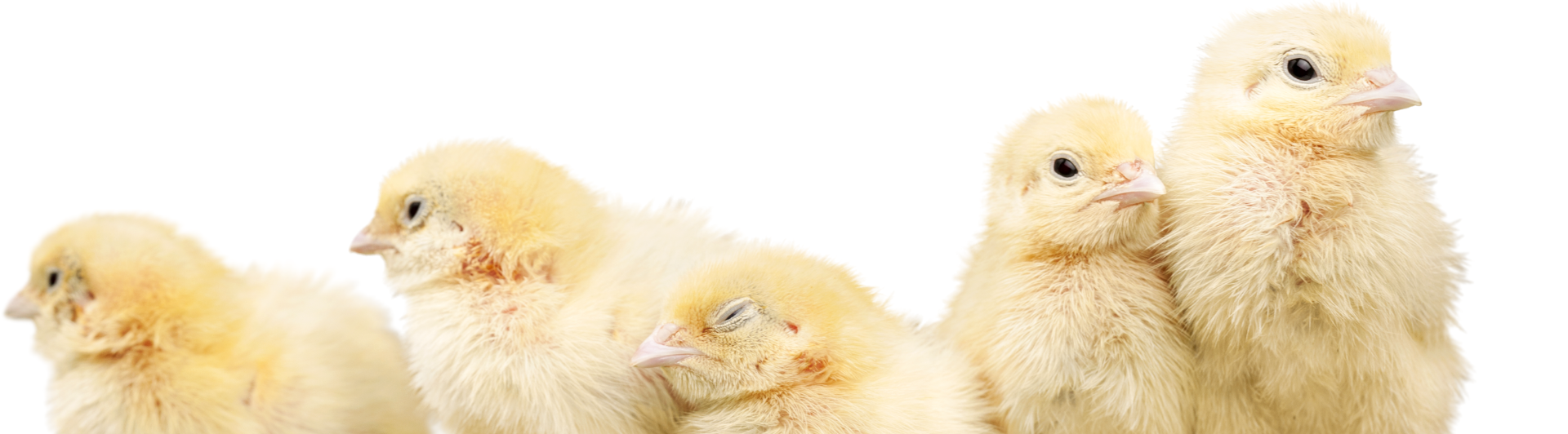 In Ovo raises 34M euro to end male chick culling - PLNT